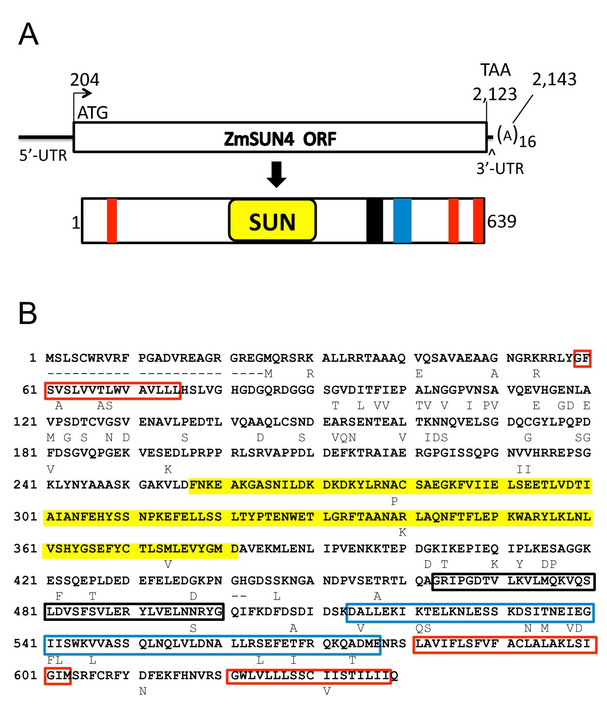 Structure and expression of the maize (Zea maysL.) SUN-domain protein ...