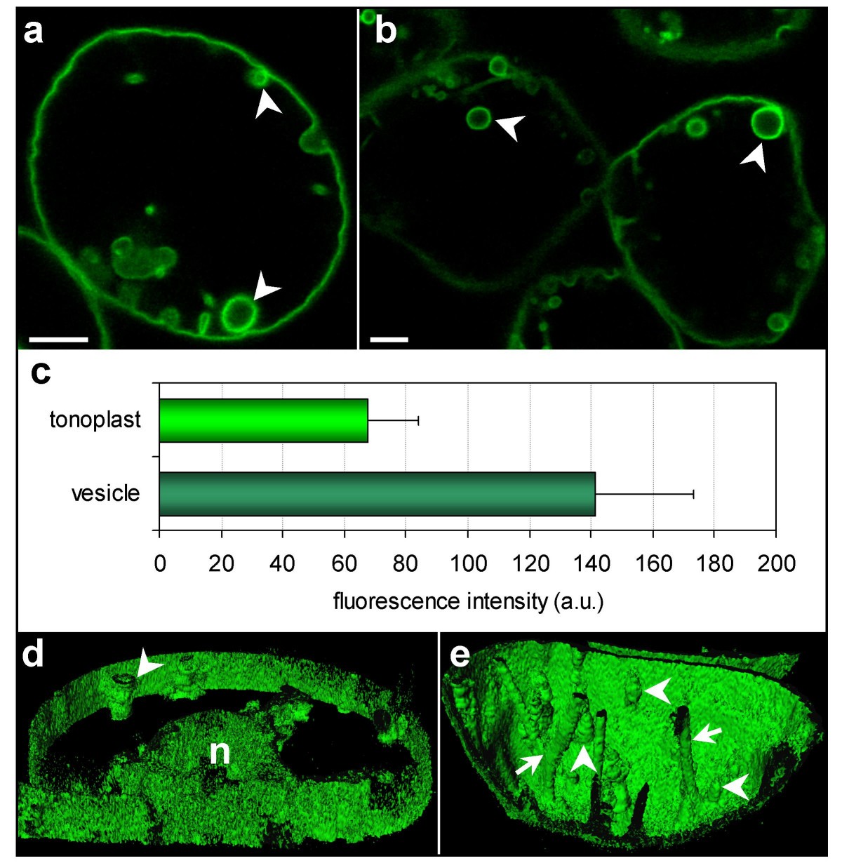 New insights into the tonoplast architecture of plant vacuoles and ...