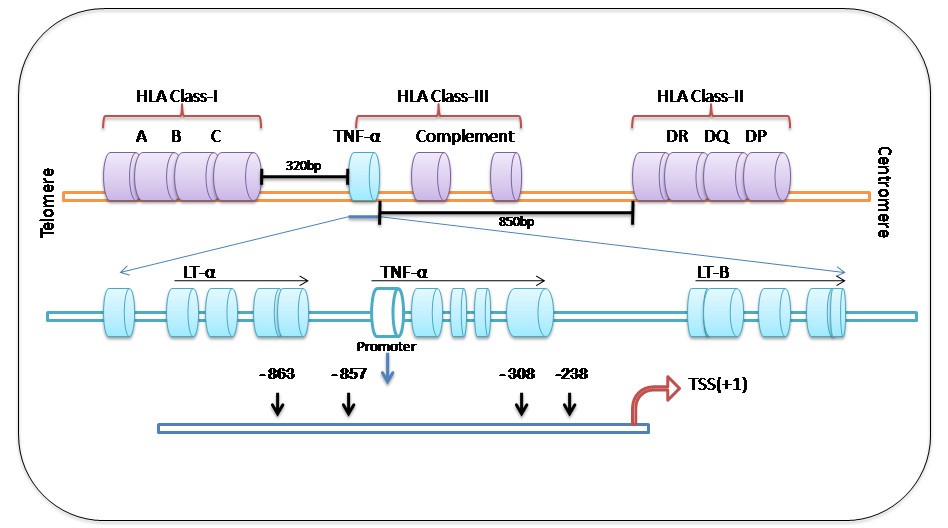 TNF-α promoter polymorphism: a factor contributing to the different ...