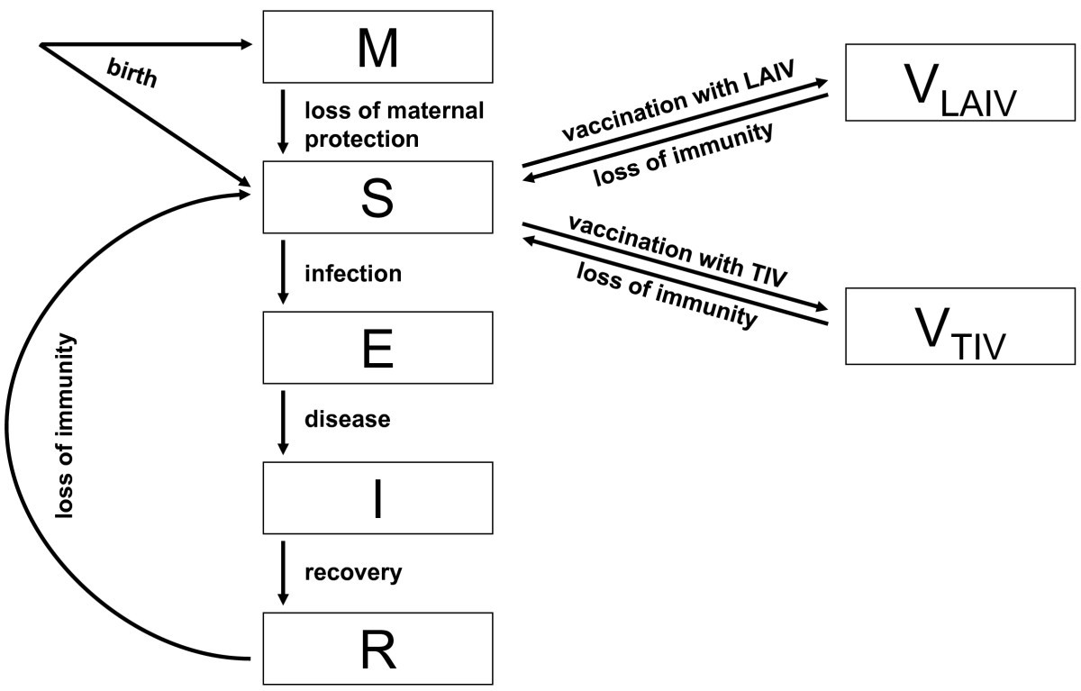The epidemiological impact of childhood influenza vaccination using ...