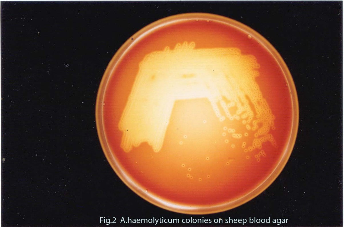 Arcanobacterium haemolyticum associated with pyothorax: case report ...