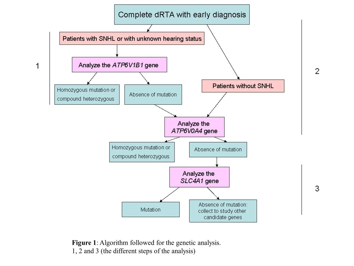 Molecular diagnosis of distal renal tubular acidosis in Tunisian ...