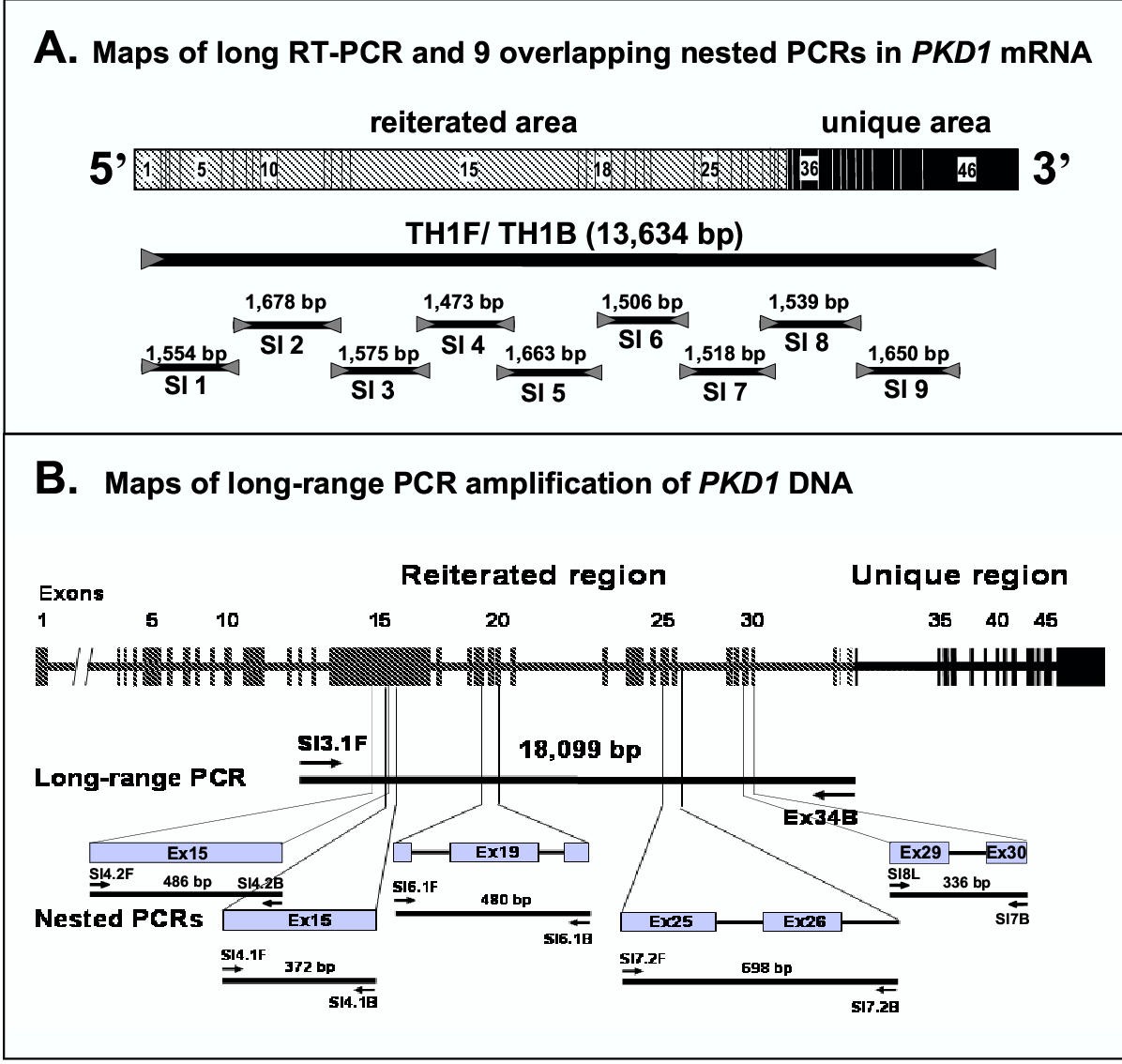 Novel And De Novo Pkd1 Mutations Identified By Multiple Restriction