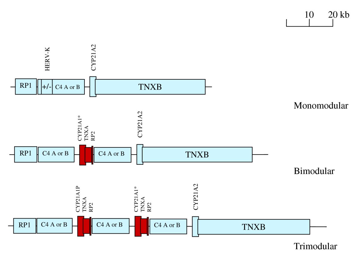 C4B null alleles are not associated with genetic polymorphisms in the ...