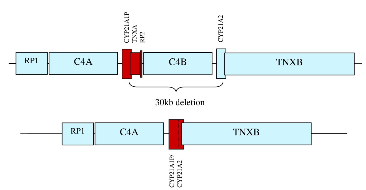 C4B null alleles are not associated with genetic polymorphisms in the ...