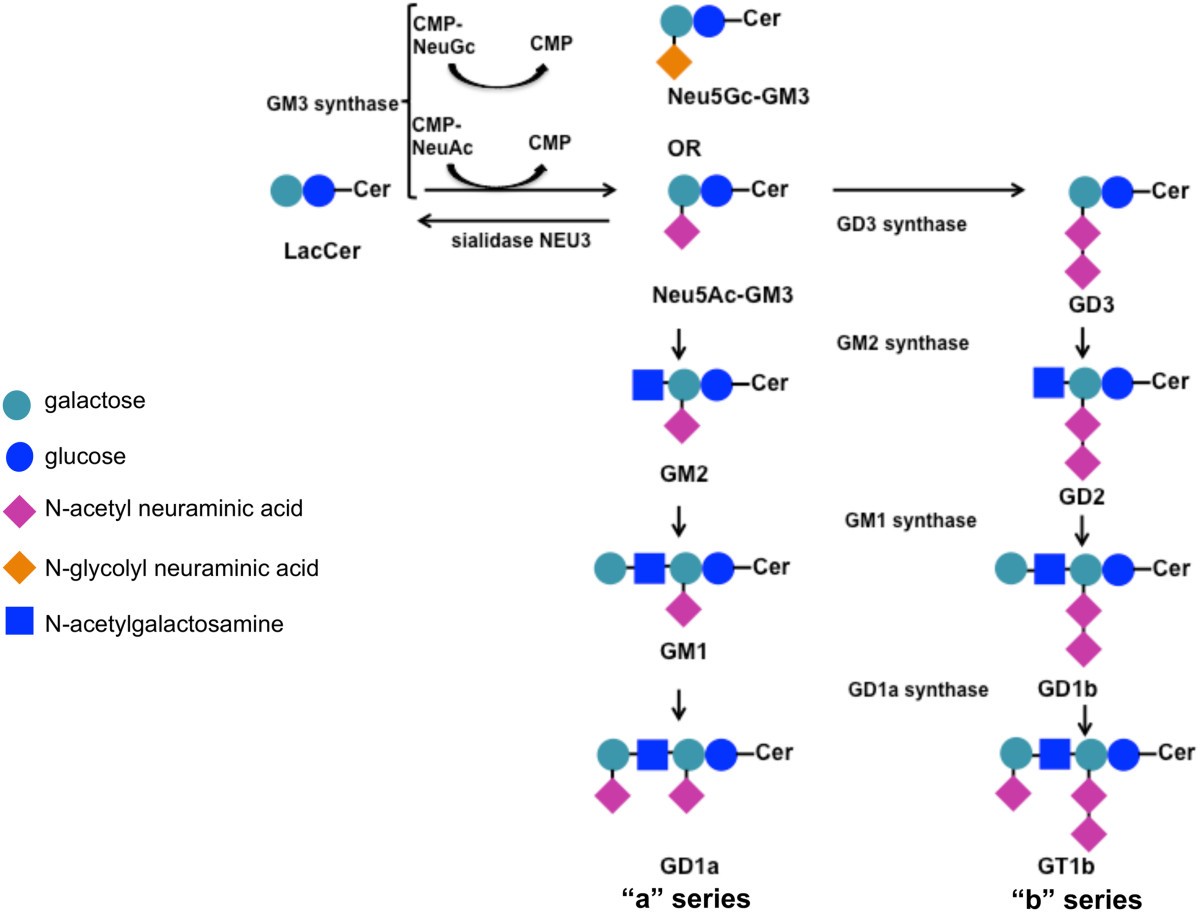Molecular subtyping of metastatic melanoma based on cell ganglioside ...