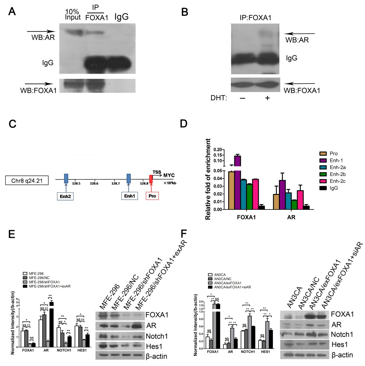 FOXA1 promotes tumor cell proliferation through AR involving the Notch ...