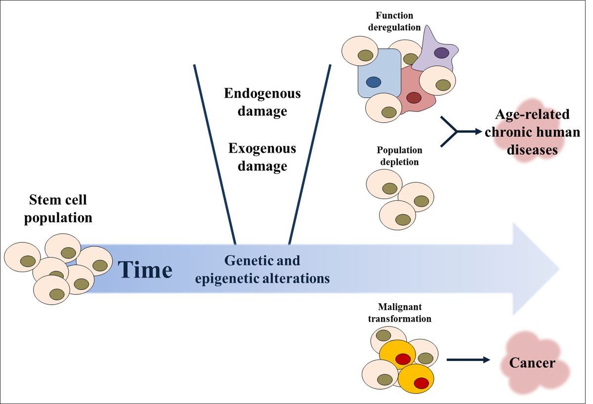 The crossroads between cancer stem cells and aging | BMC Cancer | Full Text