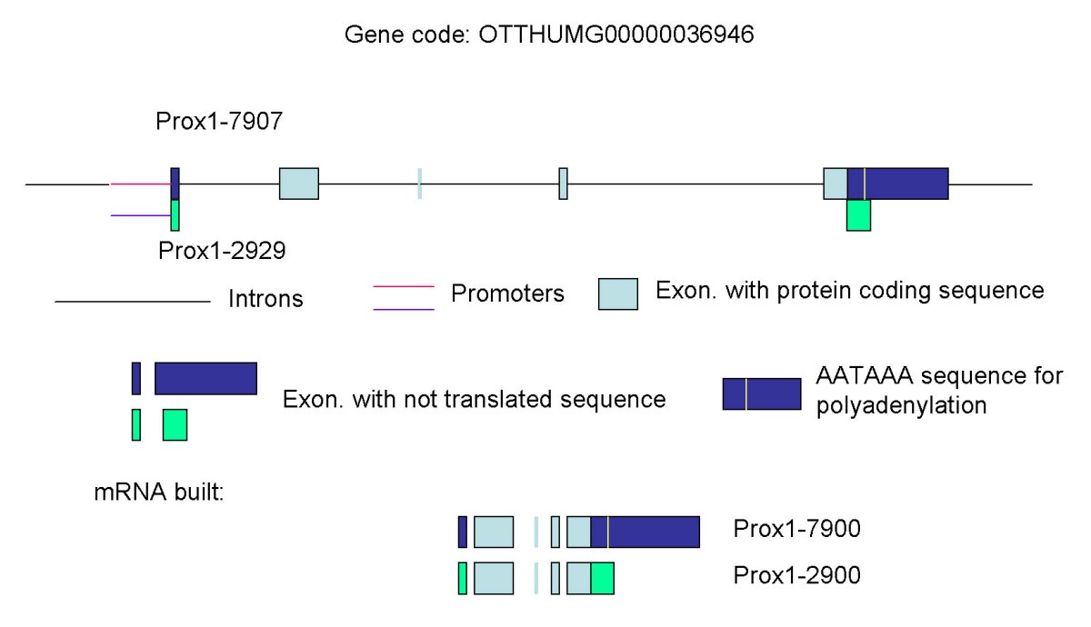 Altered regulation of Prox1-gene-expression in liver tumors | BMC ...