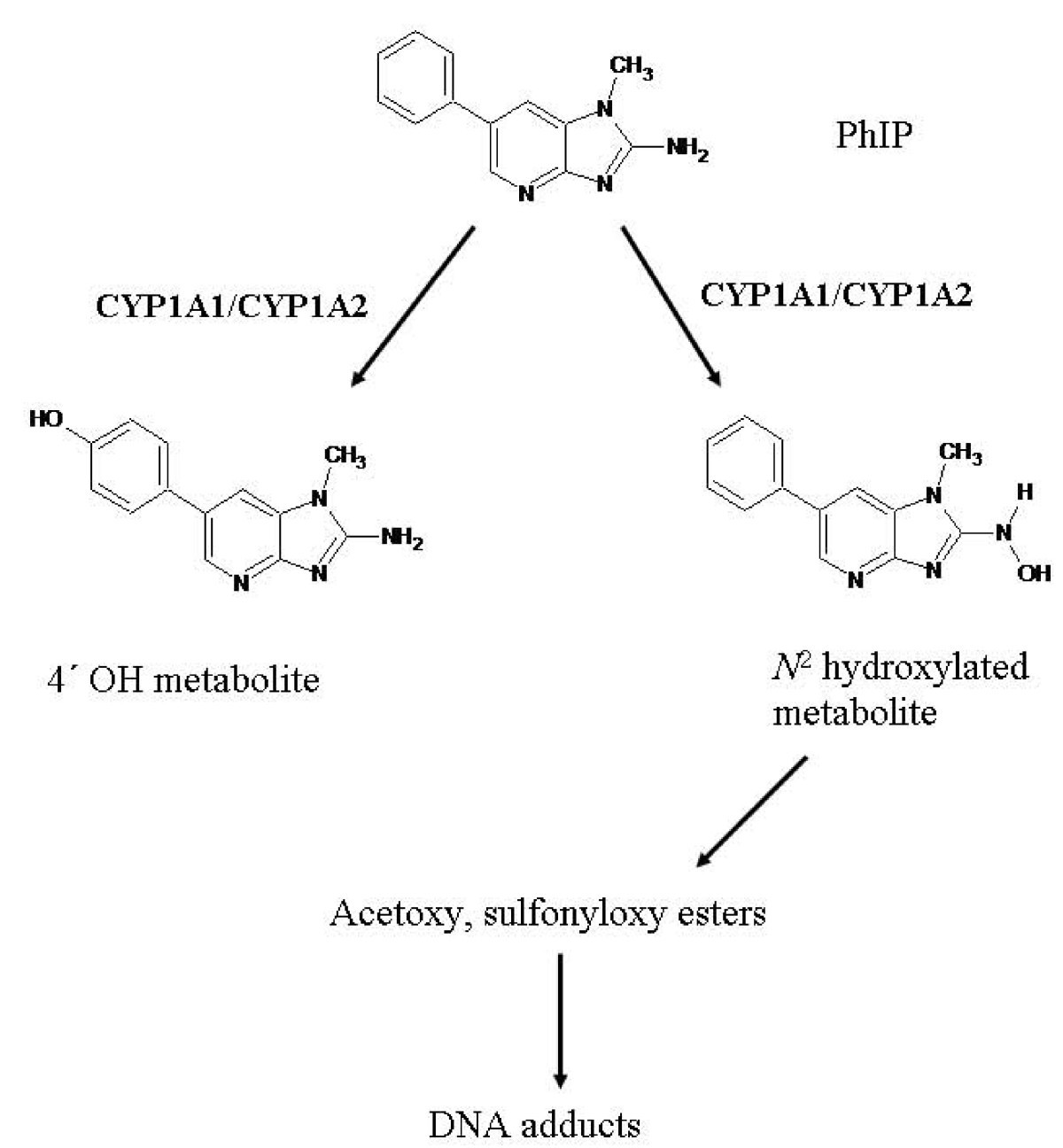 Cytochrome P450 CYP1A1: wider roles in cancer progression and prevention | BMC Cancer | Full Text