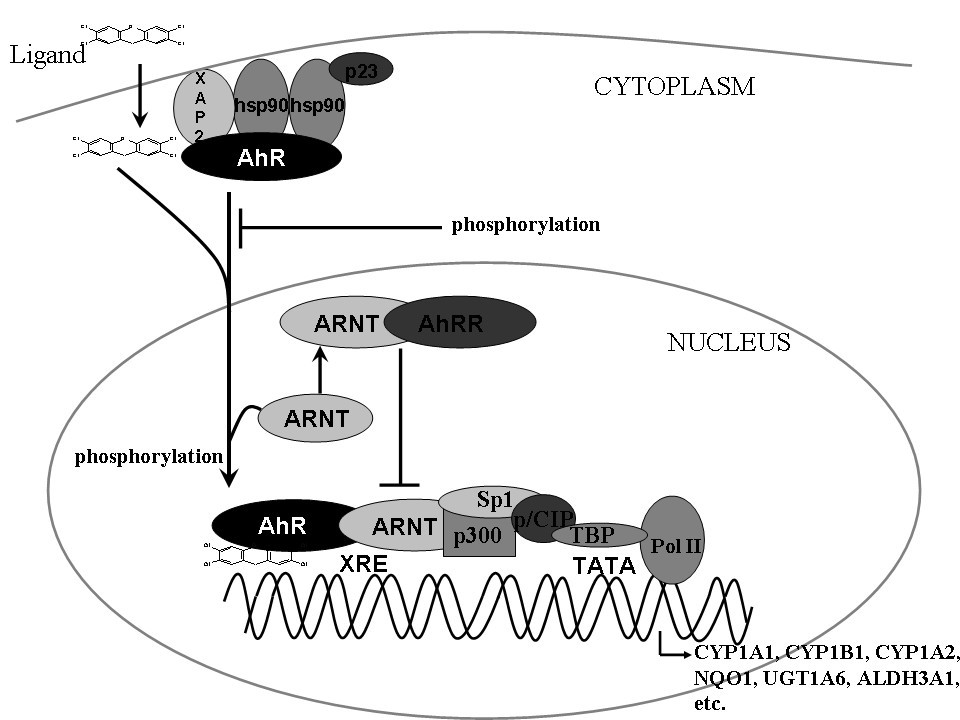 Cytochrome P450 CYP1A1: wider roles in cancer progression and ...