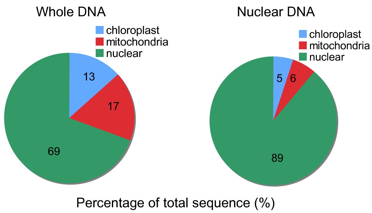 Isolation and analysis of high quality nuclear DNA with reduced ...