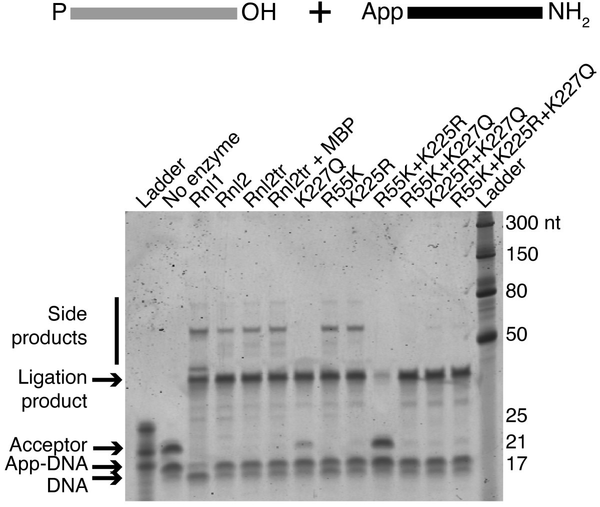 T4 RNA Ligase 2 truncated active site mutants: improved tools for RNA ...