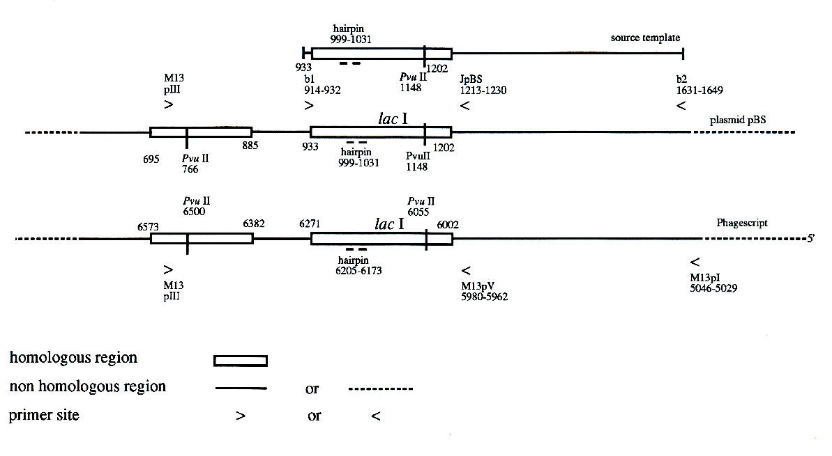 Signal and noise in bridging PCR | BMC Biotechnology | Full Text