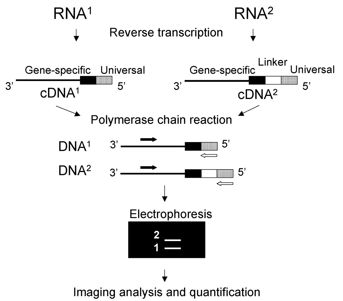 A new reverse transcription-polymerase chain reaction method for ...
