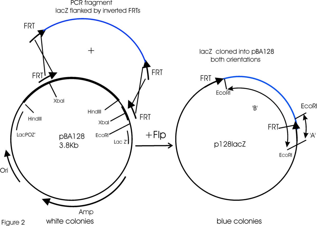 The Flp double cross system a simple efficient procedure for cloning ...