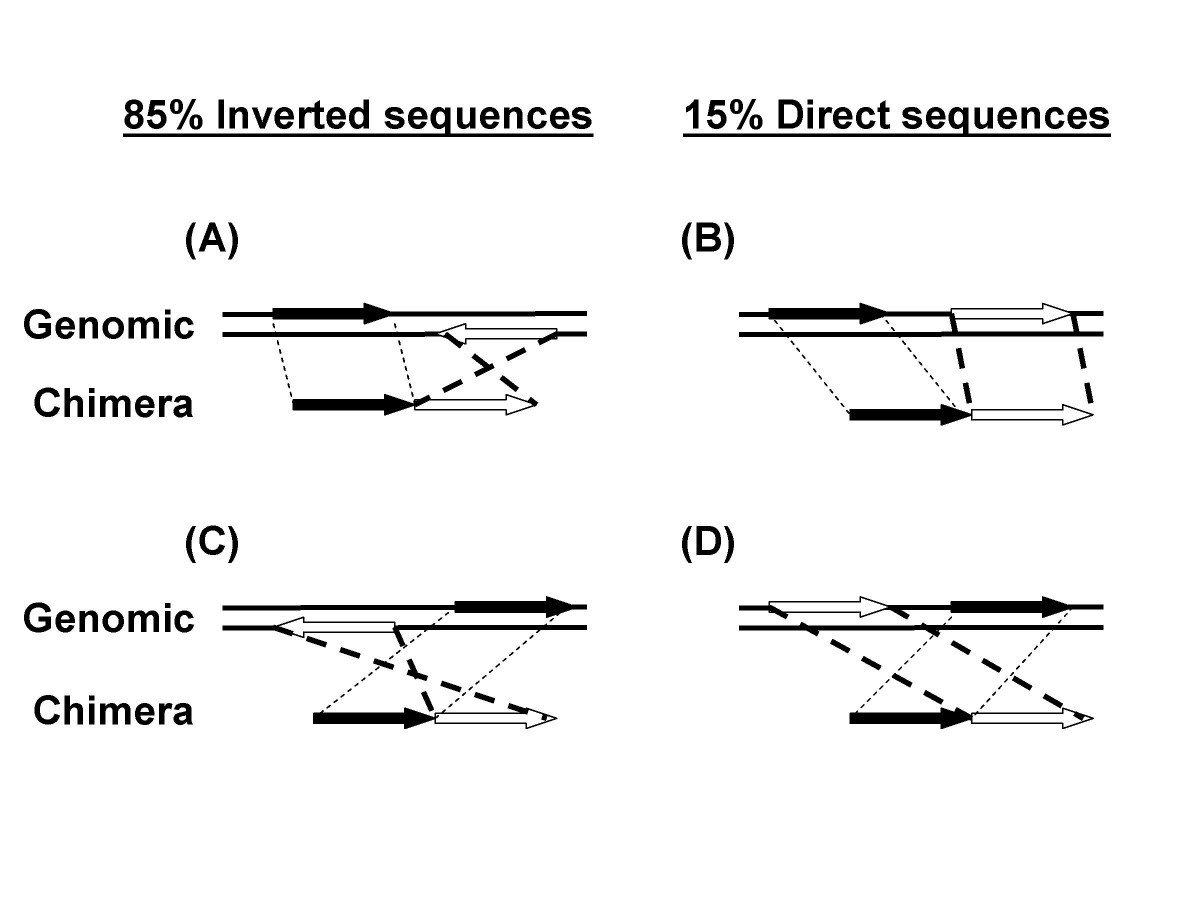 Mechanism of chimera formation during the Multiple Displacement ...