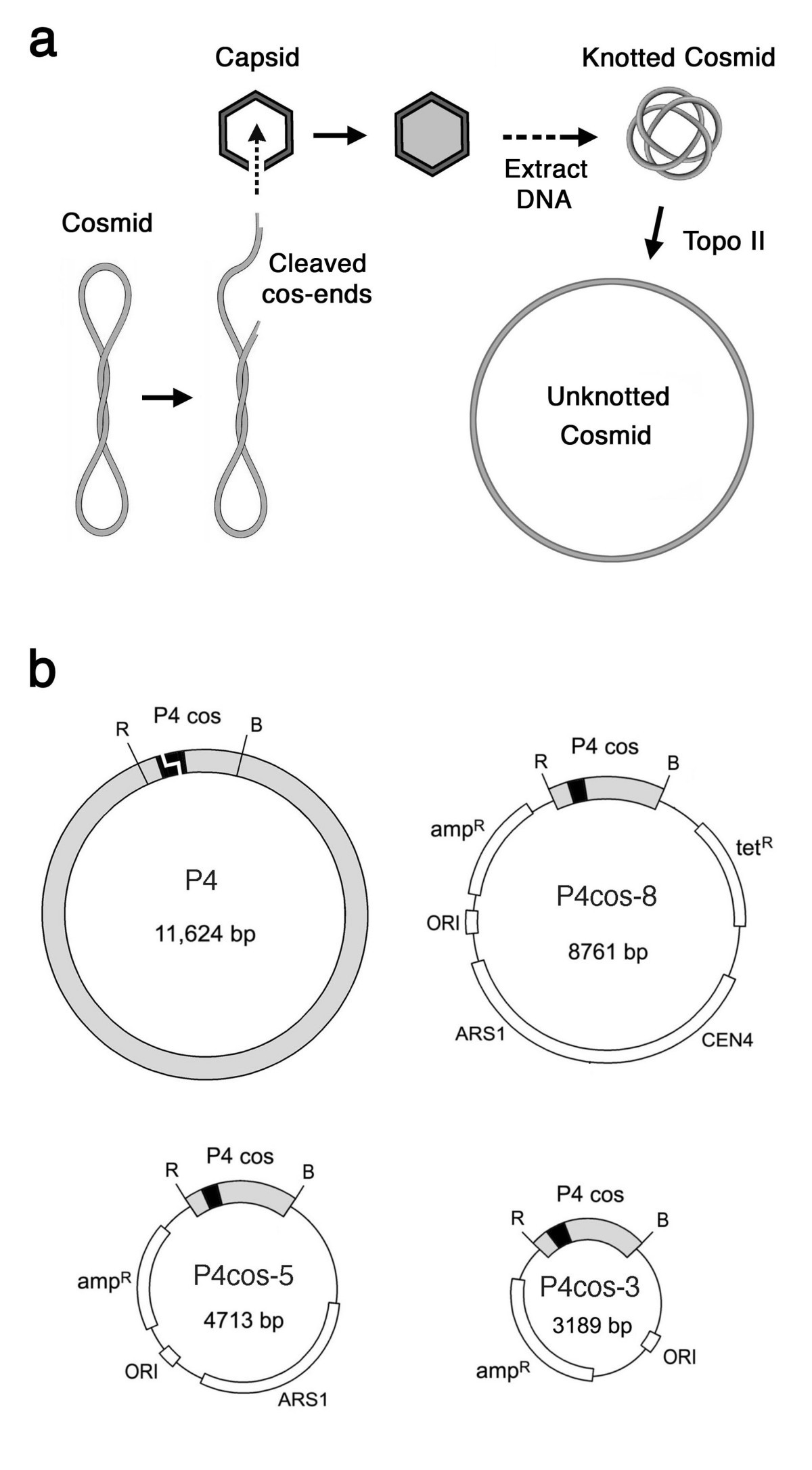 Production of highly knotted DNA by means of cosmid circularization ...