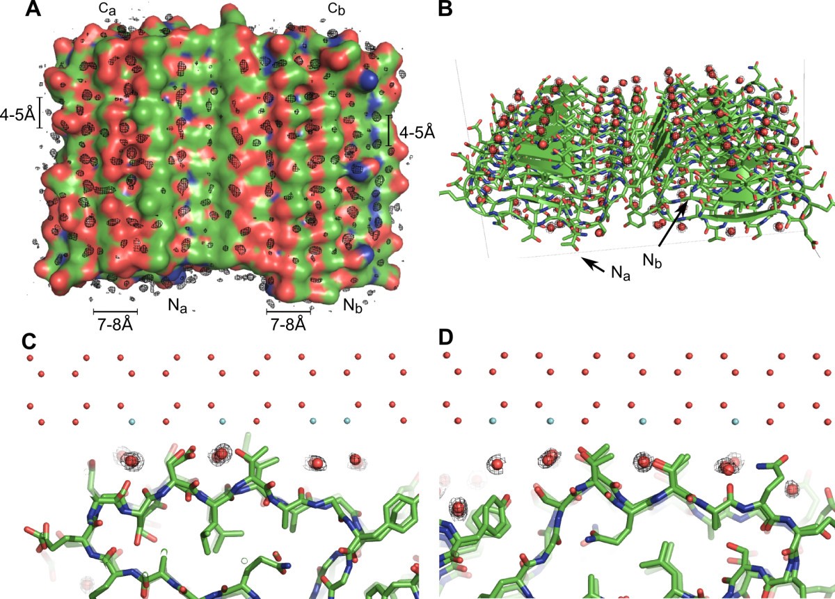 Novel dimeric β-helical model of an ice nucleation protein with bridged ...