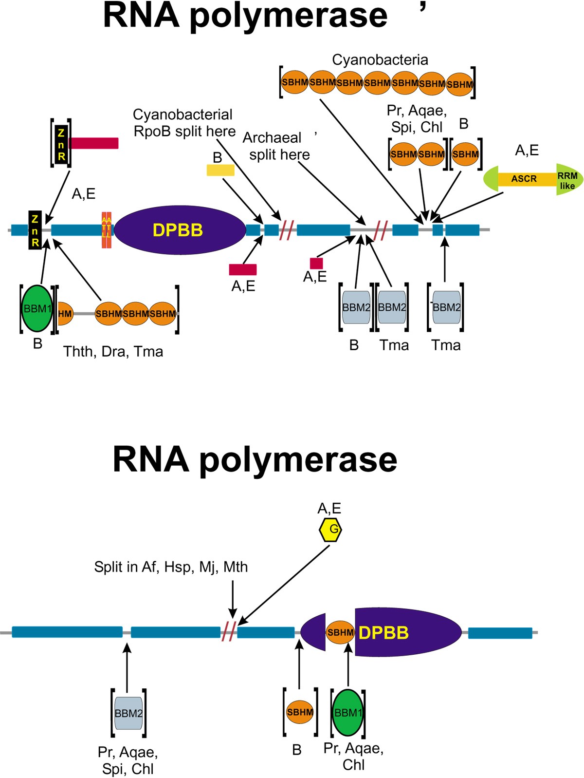 Evolutionary connection between the catalytic subunits of DNA-dependent ...
