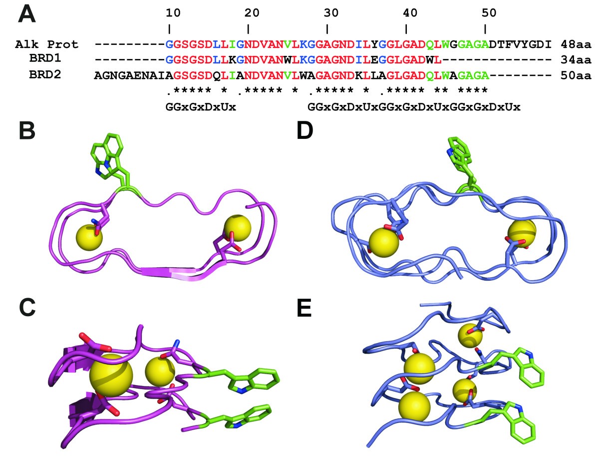 Metal ion-dependent, reversible, protein filament formation by designed ...