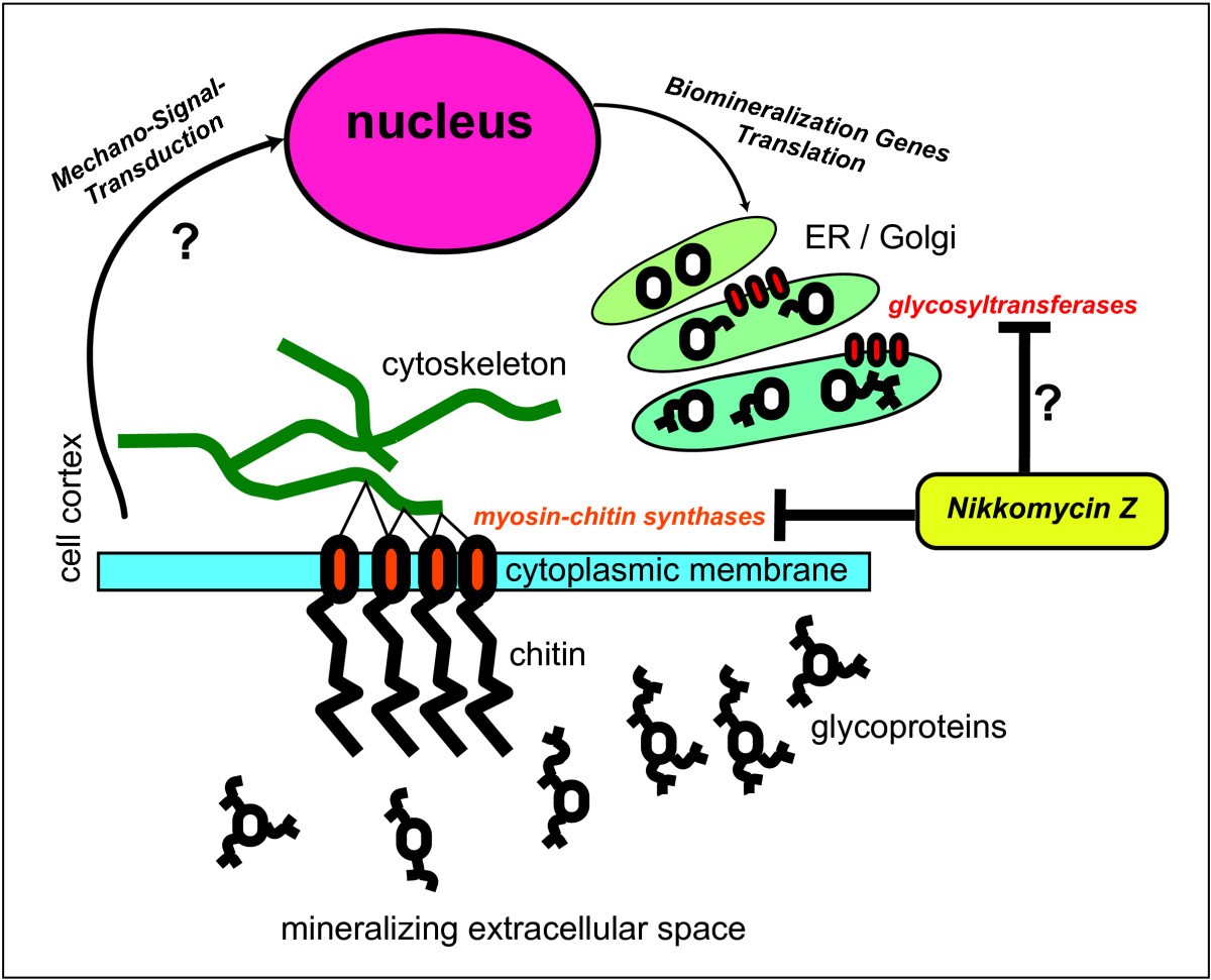 The structure of mollusc larval shells formed in the presence of the ...