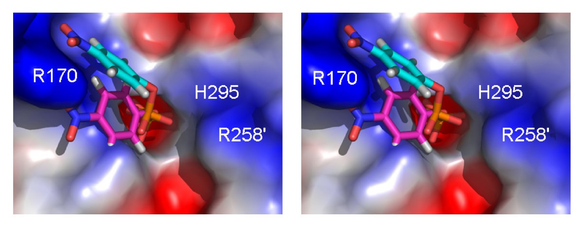 Crystal structures of a purple acid phosphatase, representing different ...