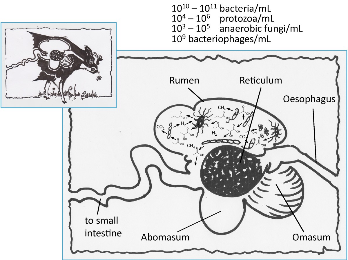 From rumen to industry | Microbial Cell Factories | Full Text