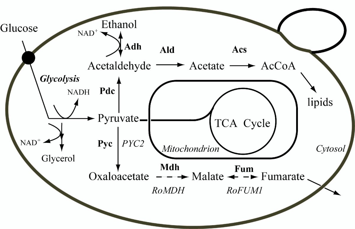 Reconstruction of cytosolic fumaric acid biosynthetic pathways in ...