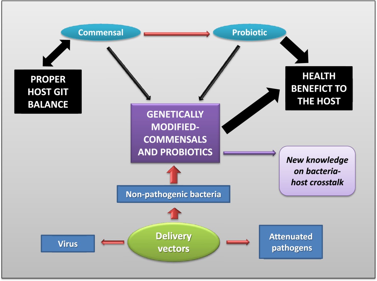 Role of commensal and probiotic bacteria in human health: a focus on inflammatory bowel disease ...