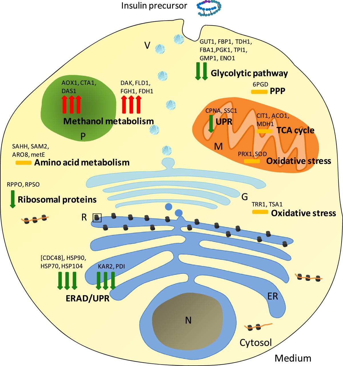 Decrease of UPR- and ERAD-related proteins in Pichia pastoris during ...