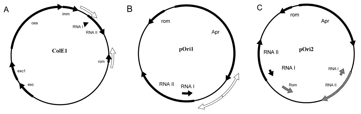 Effects of the presence of ColE1 plasmid DNA in Escherichia coli on the ...