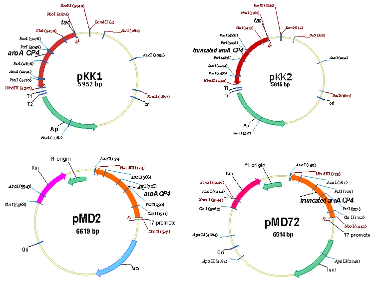 The expression of truncated form of CP4 5-enolpyruvylshikimate-3 ...