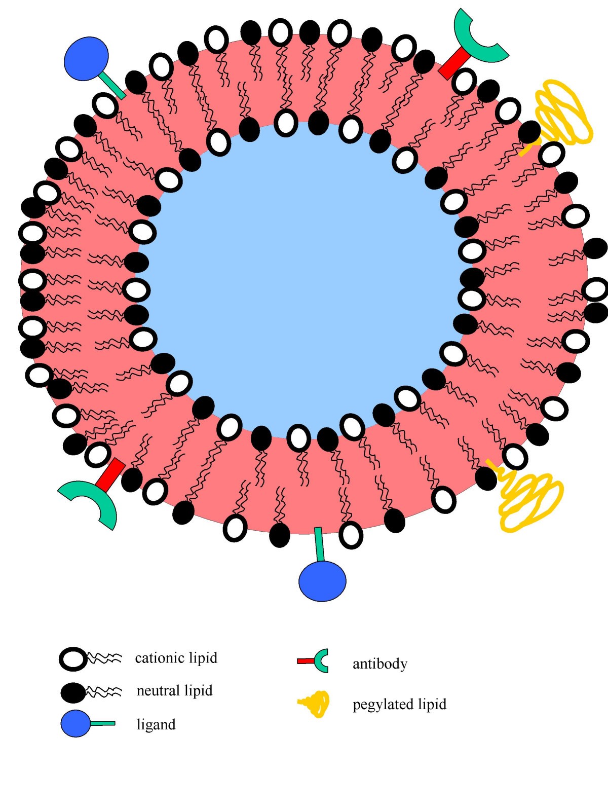 Targeting of small molecule anticancer drugs to the tumour and its ...