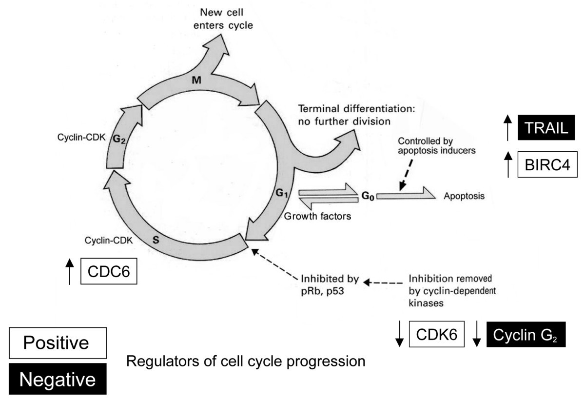 Mast cells dysregulate apoptotic and cell cycle genes in mucosal ...