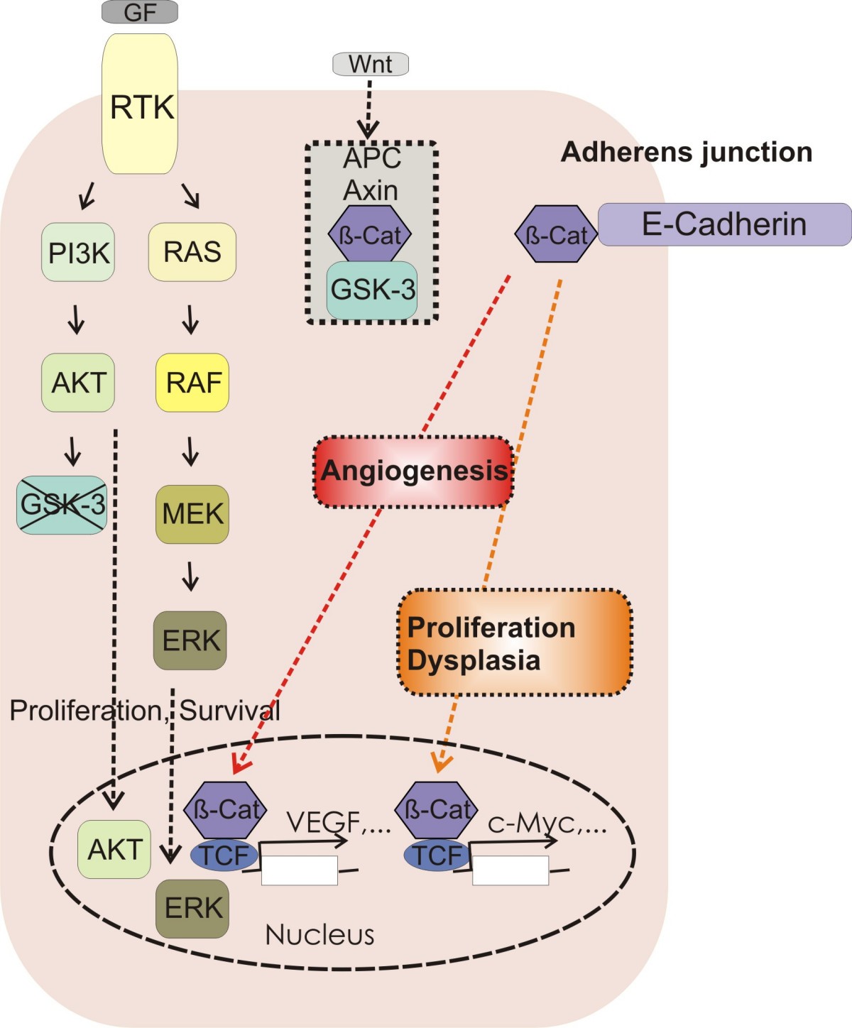 Inter-cellular adhesion disruption and the RAS/RAF and beta-catenin ...