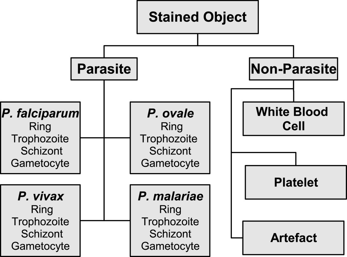 Computer vision for microscopy diagnosis of malaria | Malaria Journal ...