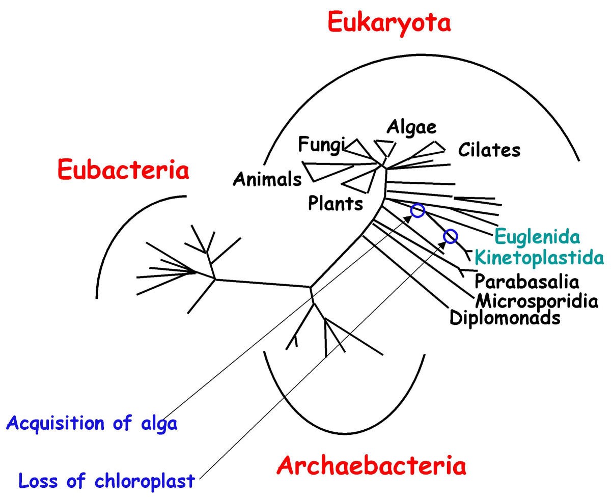 Evolution of energy metabolism and its compartmentation in ...