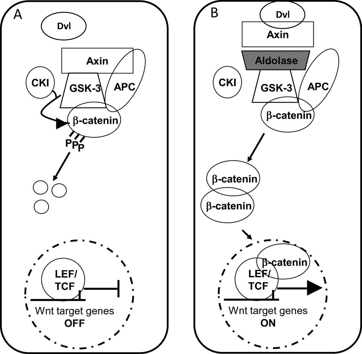Aldolase Positively Regulates Of The Canonical Wnt Signaling Pathway