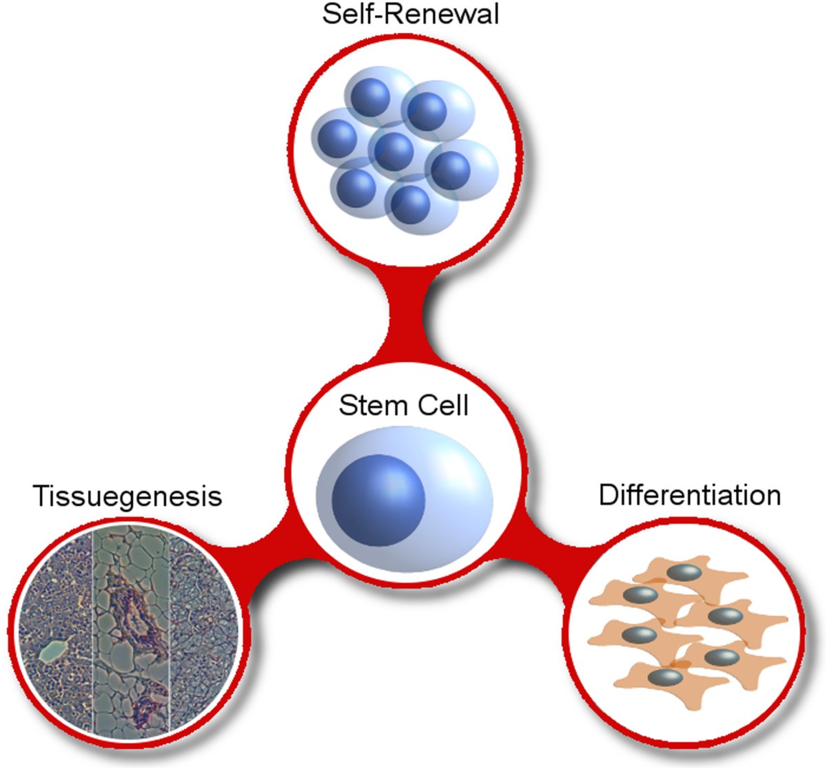 Developing ovarian cancer stem cell models: laying the pipeline from ...