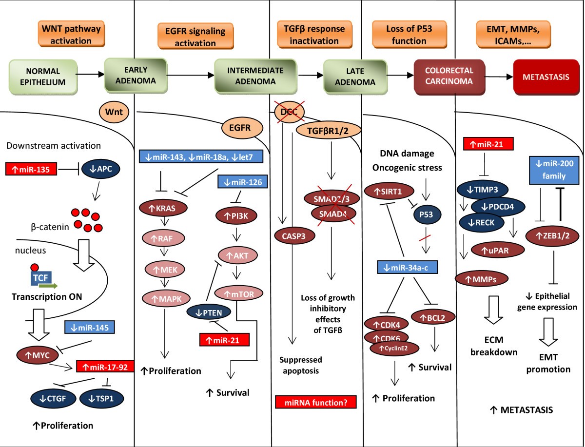 MicroRNAs in colorectal cancer: translation of molecular biology into ...