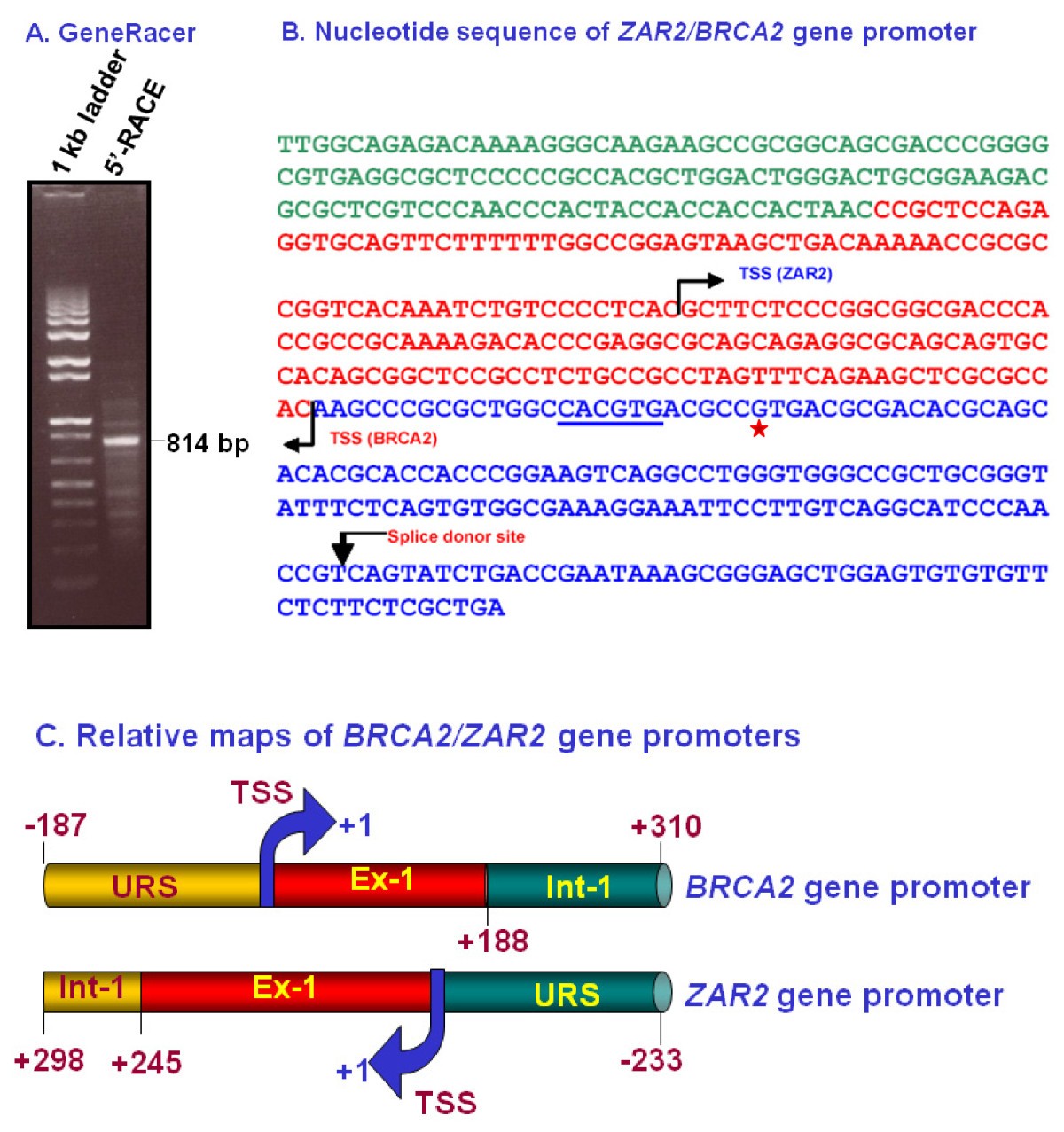 Cell cycle-dependent regulation of the bi-directional overlapping ...
