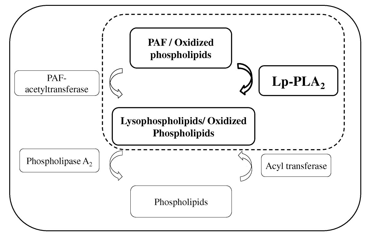 Antioxidant and inflammatory aspects of lipoprotein-associated ...