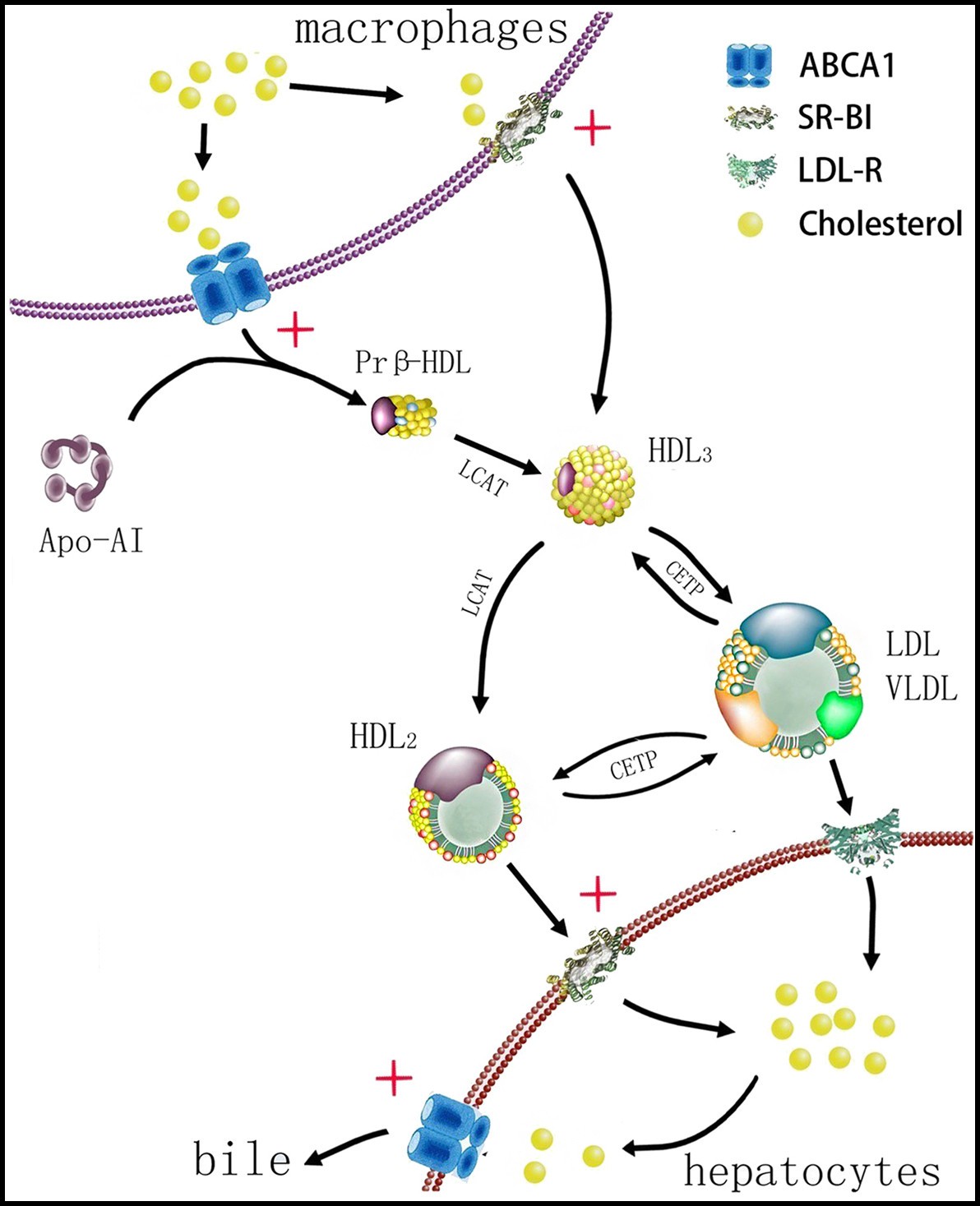 Probucol alleviates atherosclerosis and improves high density ...