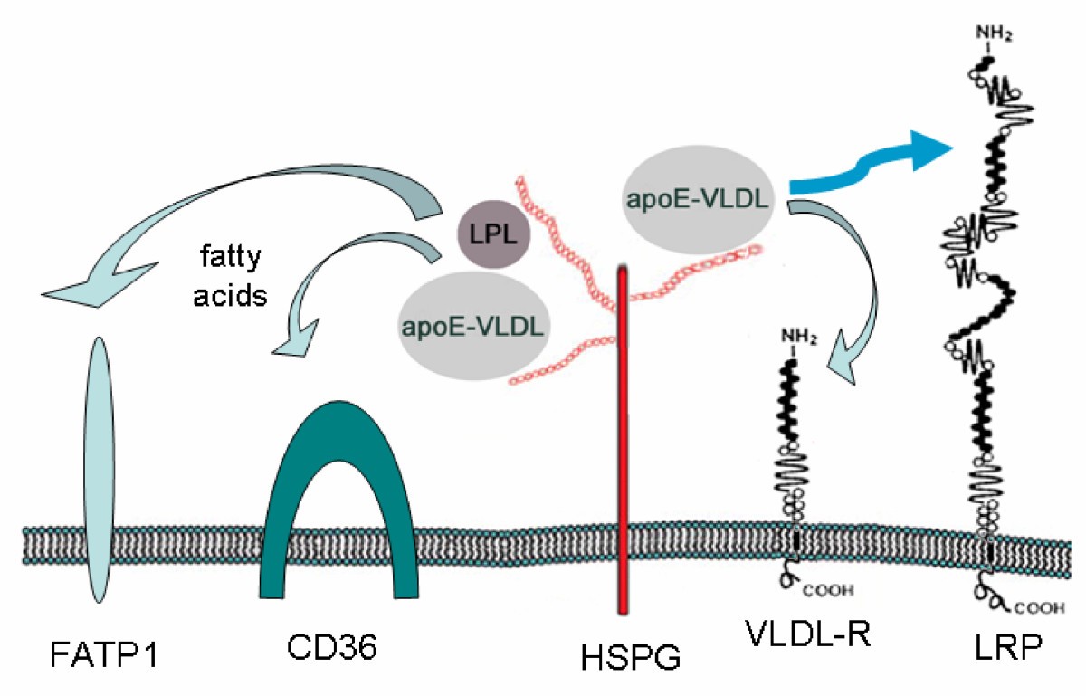 Heparan Sulfate Proteoglycan