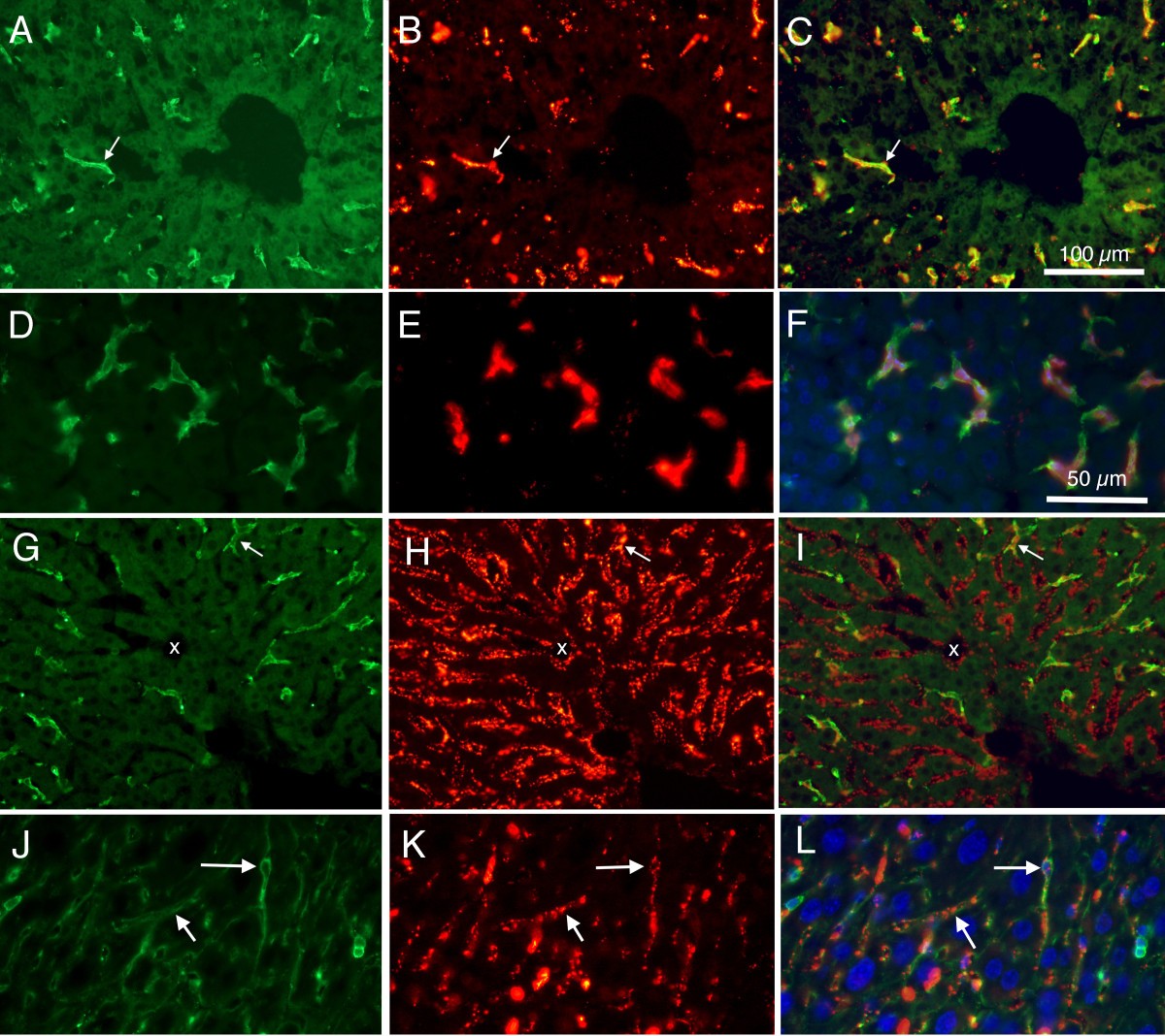Characterization of Kupffer cells in livers of developing mice ...