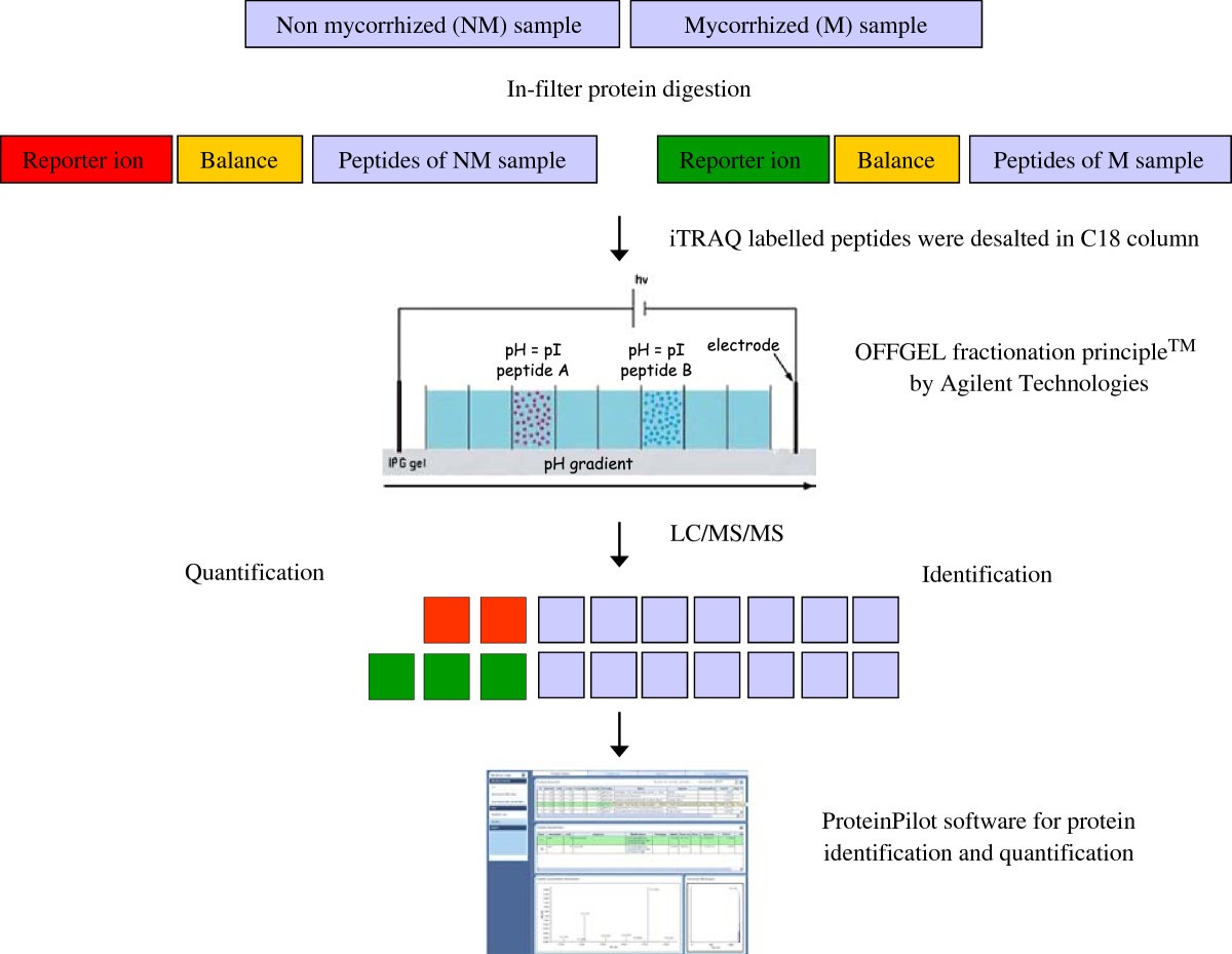 Optimization of iTRAQ labelling coupled to OFFGEL fractionation as a ...