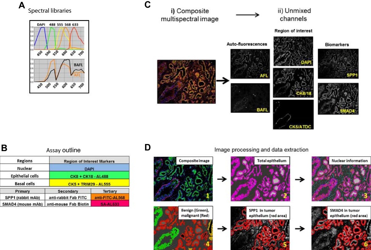 Automated quantitative multiplex immunofluorescence in situ imaging identifies phospho-S6 and ...