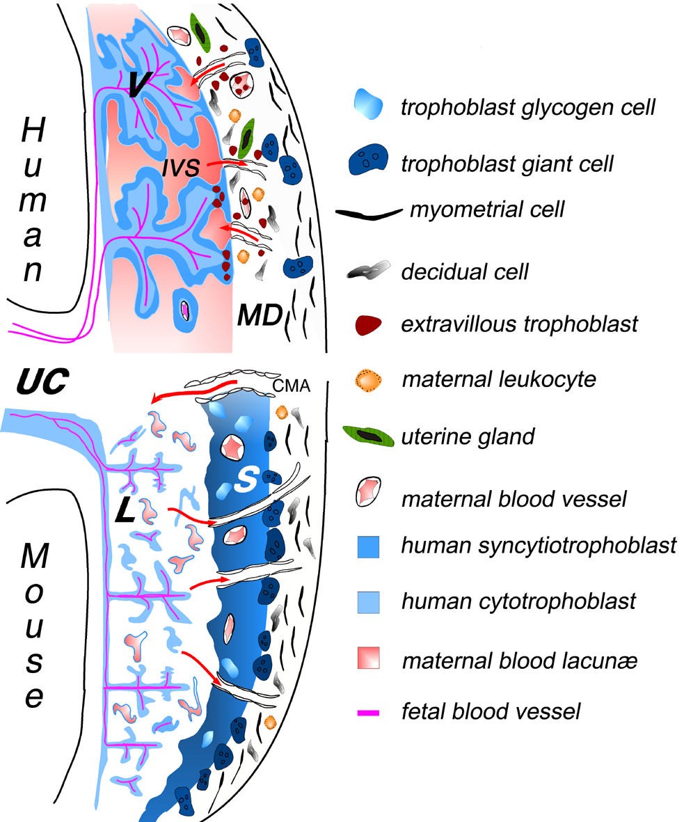 Fetal Maternal Circulation