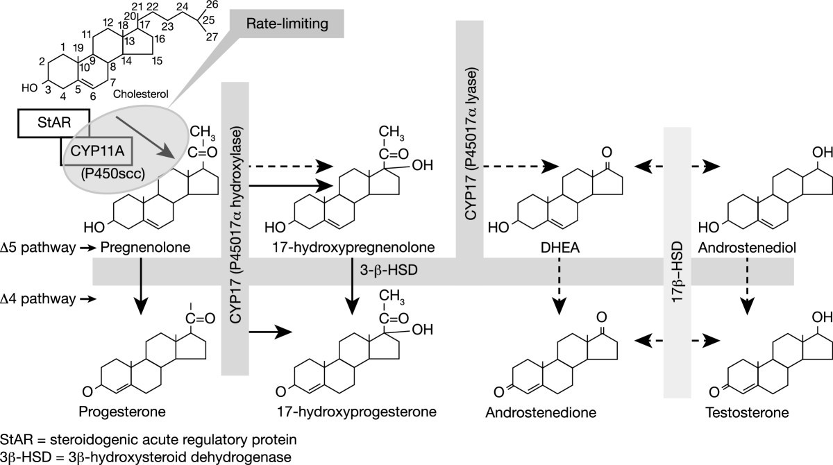 Human steroidogenesis: implications for controlled ovarian stimulation ...